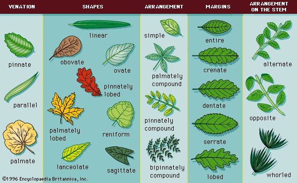 Leaf Patterns And Colours